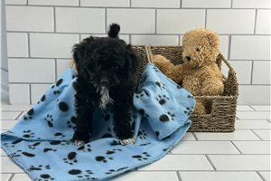 Papoo for Sale | Puppies | Pawrade.com