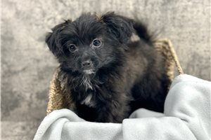 Papoo for Sale | Puppies | Pawrade.com