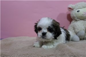 Shih Tzu Puppies for Sale | Puppies | Pawrade.com