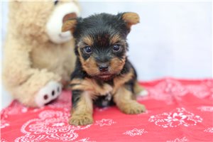 Benson - Yorkshire Terrier Puppy D799B5 | Pawrade