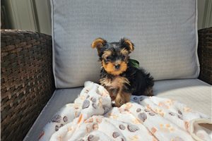 Yorkshire Terrier - Yorkie for Sale | Puppies | Pawrade.com