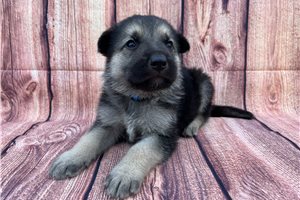 German Shepherd Puppies for Sale | Pawrade.com
