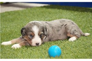Barney - Bernedoodle Puppy 2A5991 | Pawrade