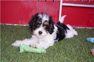 Small Dogs for Sale | Toy Puppy Breeds | Pawrade.com