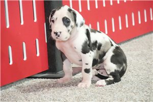 Seth - Great Dane Puppy 4CCF30 | Pawrade