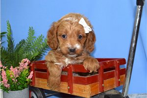 Cockapoo for Sale | Puppies | Pawrade.com