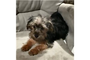 Morkie / Yorktese for Sale | Puppies | Pawrade.com