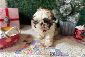 Shih Tzu Puppies for Sale | Puppies | Pawrade.com