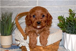 Cavapoo Puppies for Sale | Cavadoodles Near Me | Pawrade.com