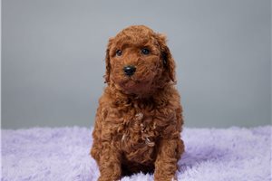 Puppies for Sale | Adopt Yours Today | Pawrade.com