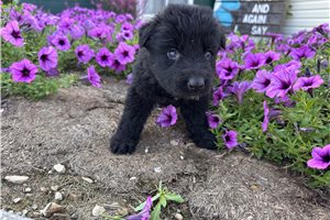 German Shepherd for Sale | Puppies | Pawrade.com