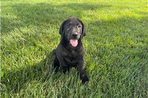 Labrador Retriever for Sale | Puppies | Pawrade.com