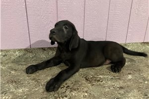 Labrador Retriever for Sale | Puppies | Pawrade.com