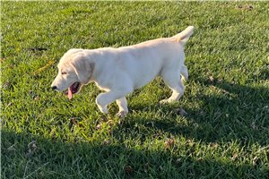 Labrador Retriever for Sale | Puppies | Pawrade.com