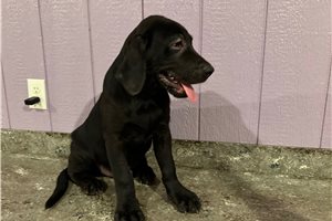 Labrador Retriever for Sale | Puppies | Pawrade.com