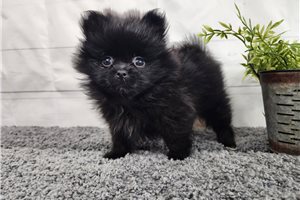 Peek-A-Pom for Sale | Puppies | Pawrade.com