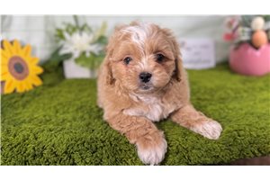 Peekapoo for Sale | Puppies | Pawrade.com