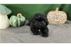 Peekapoo for Sale | Puppies | Pawrade.com