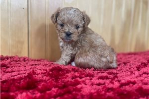 Peekapoo for Sale | Puppies | Pawrade.com