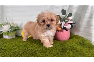 Peekapoo for Sale | Puppies | Pawrade.com
