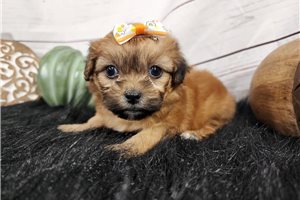 Peekapoo for Sale | Puppies | Pawrade.com