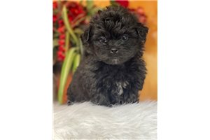 Peekapoo for Sale | Puppies | Pawrade.com