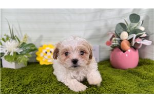 Peekapoo for Sale | Puppies | Pawrade.com