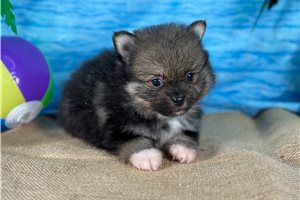 Small Dogs for Sale | Toy Puppy Breeds | Pawrade.com