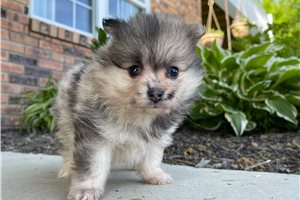 Pomeranian Puppies for Sale | Puppies | Pawrade.com