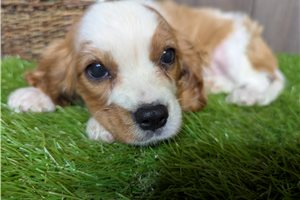 Cavalier King Charles Spaniel for Sale | Puppies | Pawrade.com