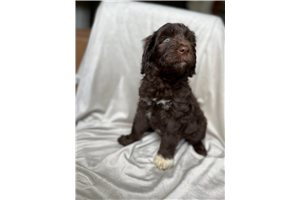 Labradoodle for Sale | Puppies | Pawrade.com