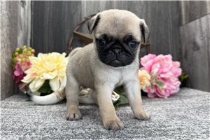 Pug for Sale | Puppies | Pawrade.com