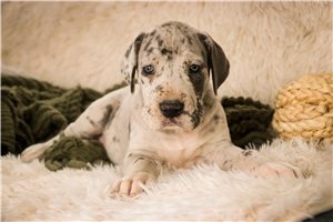 Cabaret - Great Dane Puppy 878F0E | Pawrade