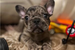 Small Dogs for Sale | Toy Puppy Breeds | Pawrade.com