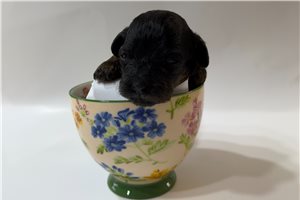 Finley - Toy Poodle Puppy FD4A9E | Pawrade