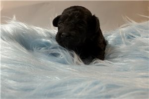 Finley - Toy Poodle Puppy FD4A9E | Pawrade