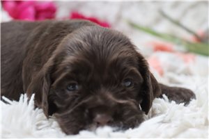 Cocker Spaniel for Sale | Puppies | Pawrade.com