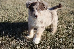 Top 4 Huskypoo Puppies for Sale in Chautauqua | Pawrade.com