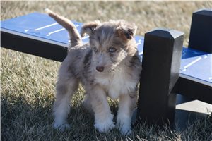 Top 4 Huskypoo Puppies for Sale in Heartland Florida | Pawrade.com