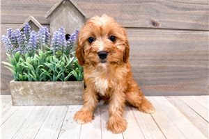 Cavapoo Puppies for Sale | Cavadoodles Near Me | Pawrade.com