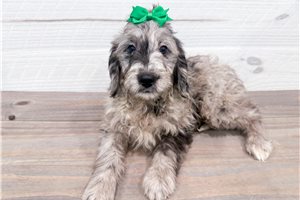 Puppies for Sale | Adopt Yours Today | Pawrade.com