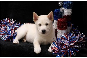 Shiba Inu for Sale | Puppies | Pawrade.com