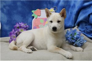 Shiba Inu for Sale | Puppies | Pawrade.com