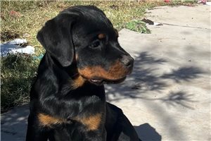 Rottweiler for Sale | Puppies | Pawrade.com