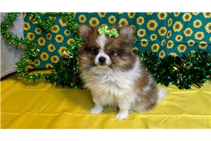 Pomeranian Puppies for Sale | Puppies | Pawrade.com