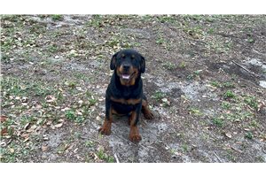 Rottweiler for Sale | Puppies | Pawrade.com