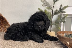 Standard Poodle for Sale | Puppies | Pawrade.com