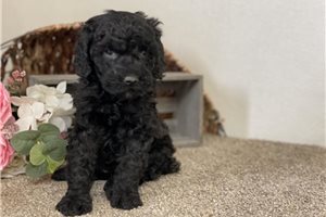 Standard Poodle for Sale | Puppies | Pawrade.com