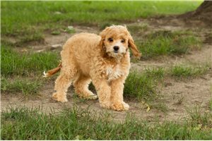 Cockapoo for Sale | Puppies | Pawrade.com