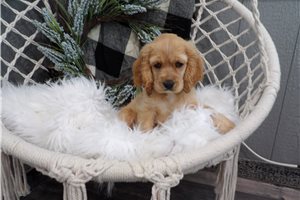 Cocker Spaniel for Sale | Puppies | Pawrade.com